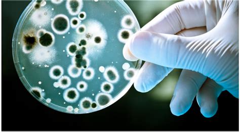 The ‘silent Pandemic Of Antimicrobial Resistance Lessons Learned