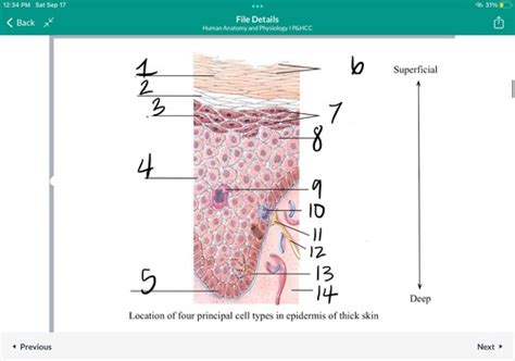 Integumentary System Flashcards Quizlet