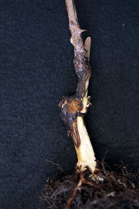 Rose Rosa Spp And Hybrids Brand And Common Canker Pacific