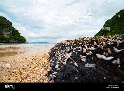 White Small Sea Shellfish Growing On Rocks Close To The Ocean Stock