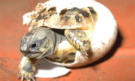 Яйце черепашчя