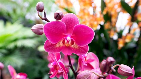 Cómo Sembrar Ajos En El Huerto Consigue Una Plantación Abundante