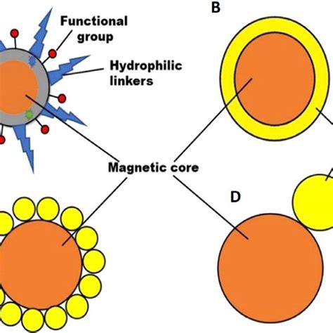 Surface Functionalization Of Mnps A Silica Coating B Core Shell Download Scientific