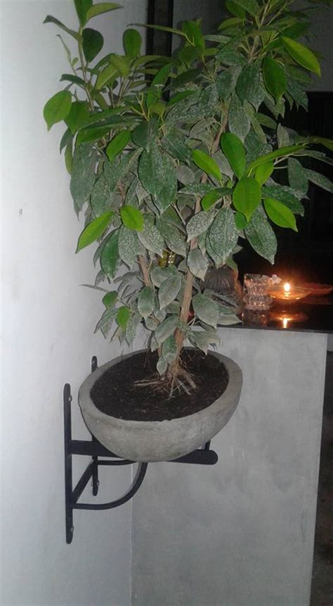 Thurulatha Plant Nursery Added Thurulatha Plant Nursery