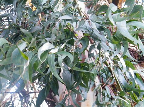 Eucalyptus Viminalis Images Useful Tropical Plants
