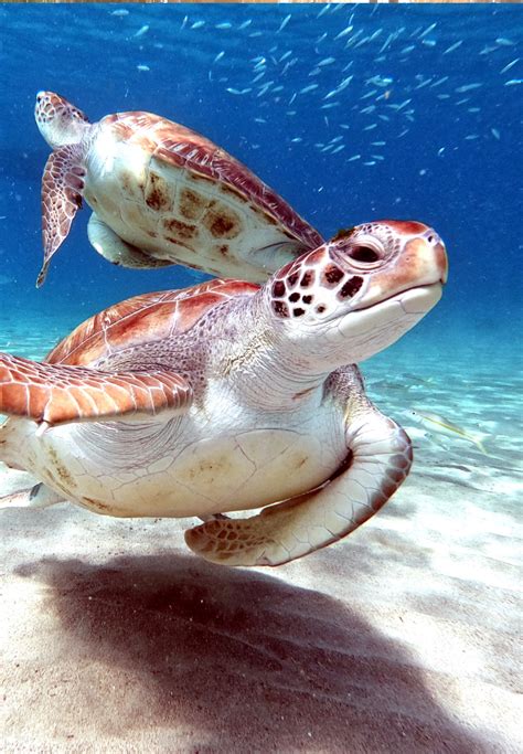 Unravelling The Symbolism And Luck Behind Turtle Jewellery