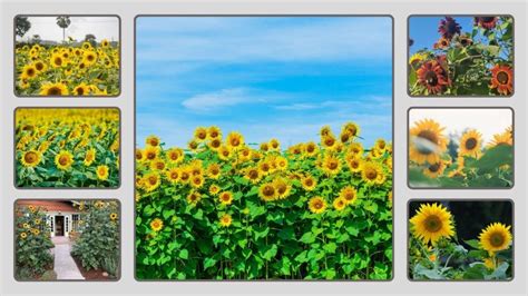 25 Types Of Geranium Flowers Identification With Pictures