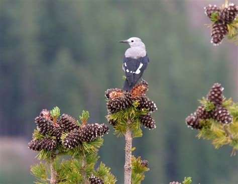 Wildlife Whitebark Pine Ecosystem Foundation Of Canada