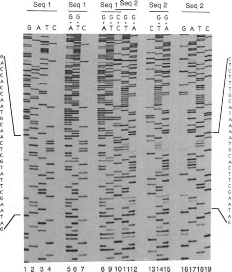 three lane and 5 2 compression sequencing using mixed ddntps sequence