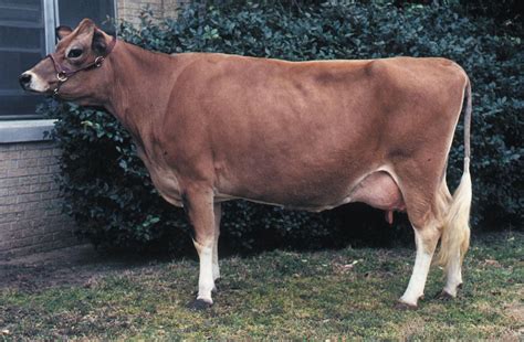 Jersey Cattle Meat Color