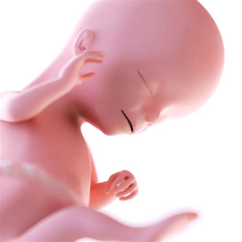 [매일아이] 임신중기 13~28주 태아변화