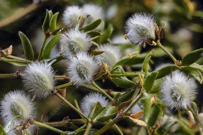 Creosote Bush Seeds Stock Image C058 4064 Science Photo Library