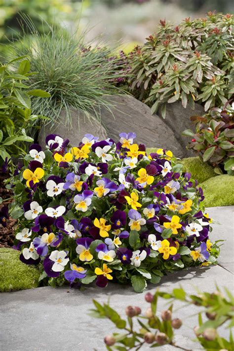 Violette cornue, Pensée à cornes - Jardiland