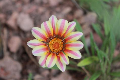 Flor Natureza Foto Gratuita No Pixabay Pixabay