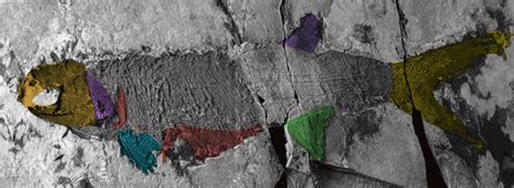 Bluefieldius Euthynotus Coccocephalichthys Howqualepis Malacosteus