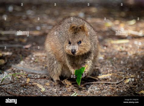 A Wild Quokka Outside In Rottnest Island Western Australia The Quokka