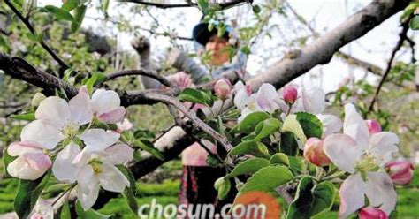 대구·경북 사과꽃 만발한 과수원