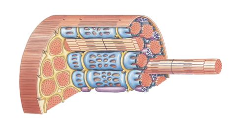Muscle Fiber Diagram Quizlet Muscle Fiber Diagram Quizlet
