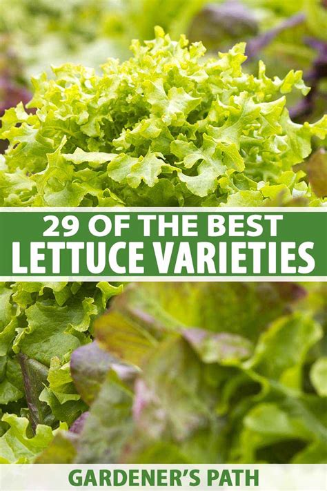 37 Of The Best Lettuce Varieties For Your Garden Gardeners Path