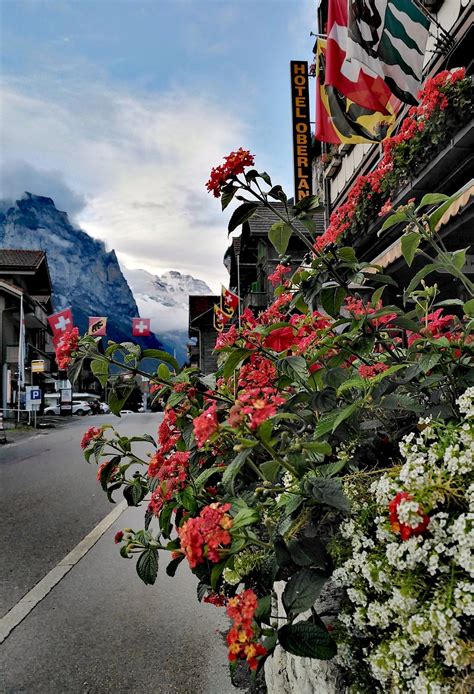 Flor Botânica Natureza Foto Gratuita No Pixabay Pixabay