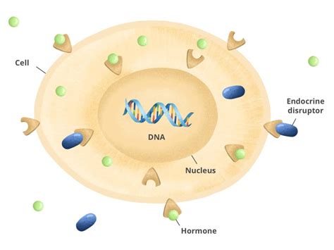 What Is The Meaning Of Endocrine Disruptors At Joanne Magana Blog