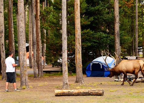 Camping Cabins Yellowstone At Joan Fleming Blog