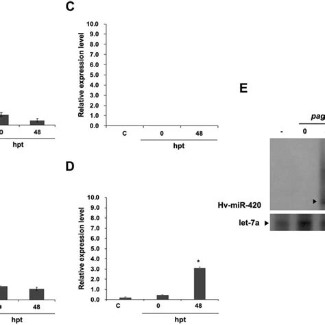 Stem Loop Rt Qpcr Confirmation Of Mirna Expression After Pag1