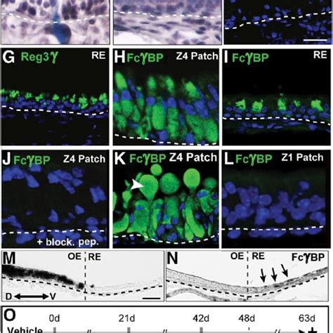 Metaplastic Cells In Z1 Are Ciliated Respiratory Cells A Ac Tub