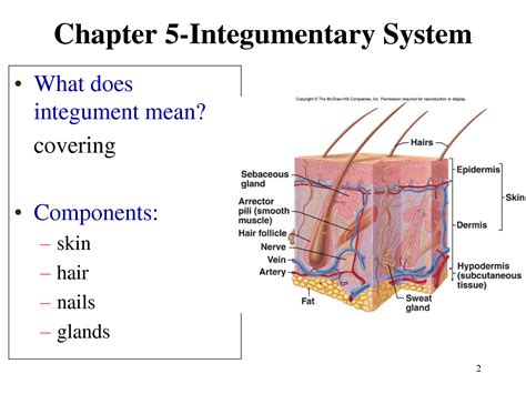 SOLUTION Chapter Integumentary System Studypool