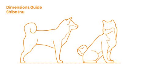 Shiba Inu Size Full Grown