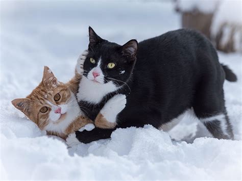 Cats Playing In Snow