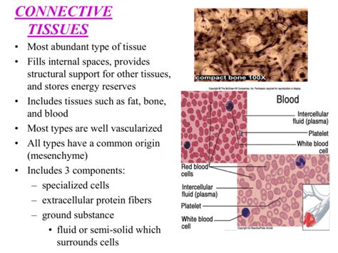 Connective Tissues Types Cells And Classification