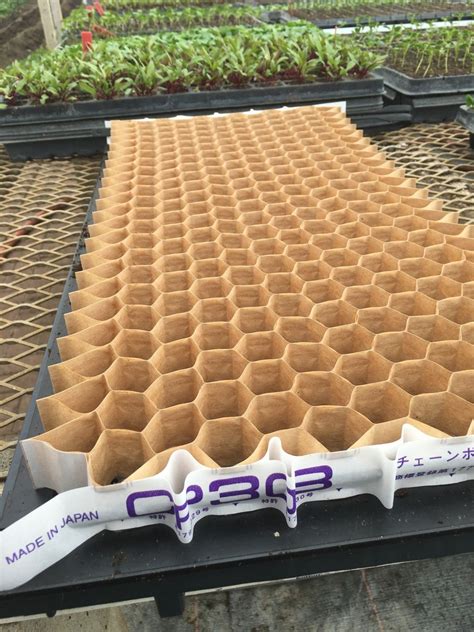 Paper Pot Farming Transplanting In Honeycomb Style Strips Eco