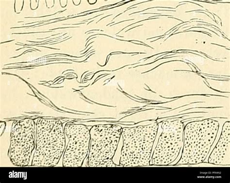 This Textbook Provides A Detailed Introduction To Histology Focusing On Tissue Structure And