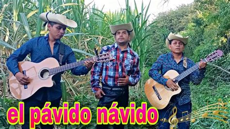 El Pávido Návido Huapango 2022 Los Morros Sierreños En Vivo Youtube