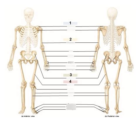 Appendicular Skeleton Diagram Quizlet