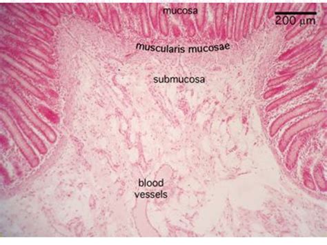 A Histology Tour Of The Gi Tract The Colon Rectum And Anus