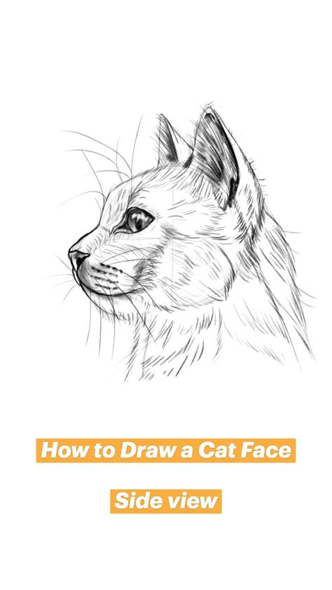 How To Draw A Cat Face Side View At Ronald Hebert Blog