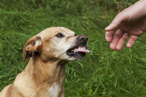 Aggressive Dog