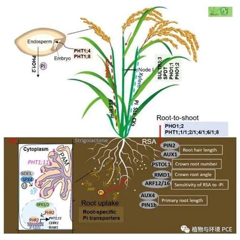 浙江大学毛传澡 王智烨研究组合作总结水稻耐受低磷环境胁迫的分子机制及遗传改良 植物 合作 王智烨