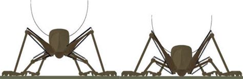 Two Buffering Processes Of A Locust A Buffering Process With Ends Of Download Scientific