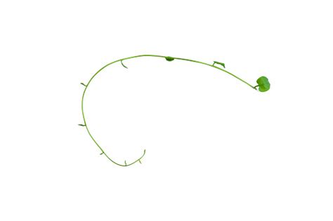 흰색 배경에 고립 된 하트 모양의 녹색 잎이있는 트위스트 정글 덩굴 리아나 식물 클리핑 경로포함 꽃 데사뉴 Hd 이미지와 대해상도 벽지로 사용할 수 있습니다 0명에 대한