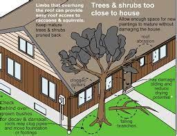 Why You Shouldnt Plant Trees Too Close To Your Home Real And Origin