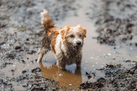 Dog Puddle Images Free Download On Freepik