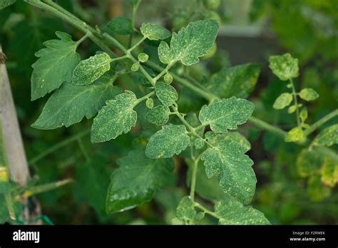 Tomato Spider Mite Object Detection Dataset By Aryzssh