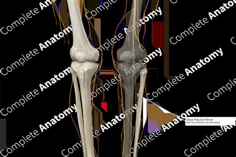 Deep Fibular Nerve Complete Anatomy