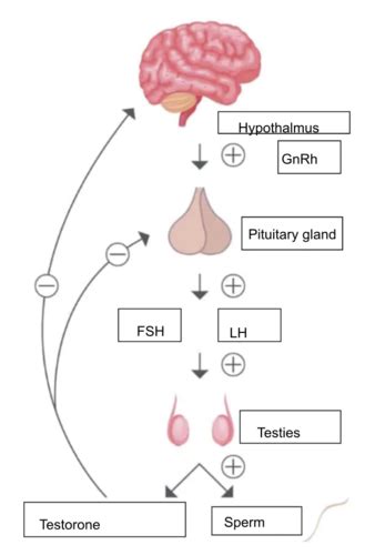 Repoductive And Immune System Flashcards Quizlet