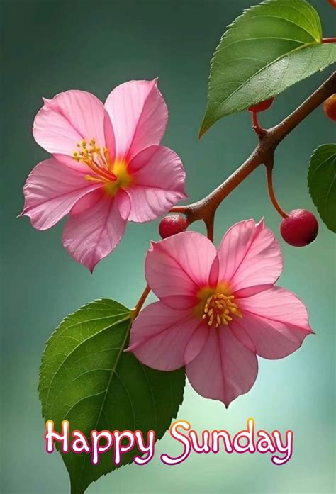 Happy Sunday Good Morning Sunday Flowers Good Morning Happy Sunday