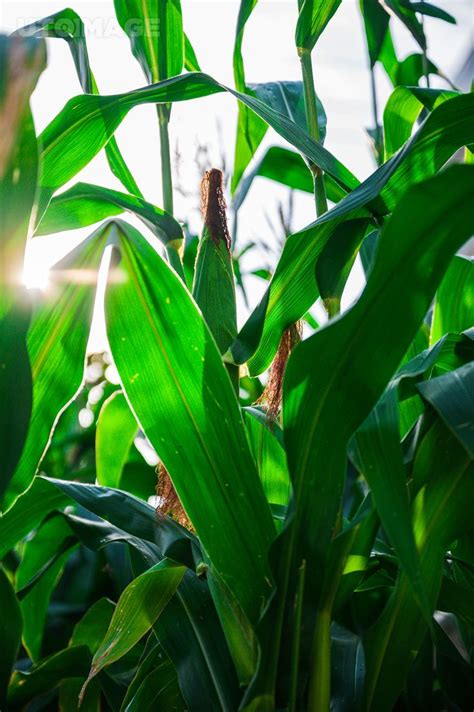 유토이미지 작은 텃밭에서 잘 자라고 있는 옥수수 녹색 식물 자연 야외