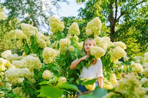 Cute Teenage Girl In Flowering Hydrangea Bushes Stock Image Image Of